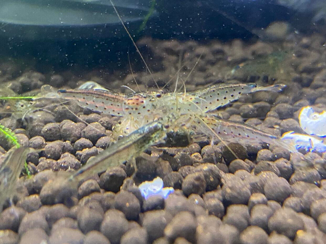 Shrimp – Absolute Betta